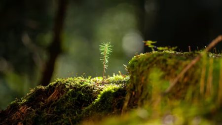 How to make sure the nature credits you buy are real – new research ...